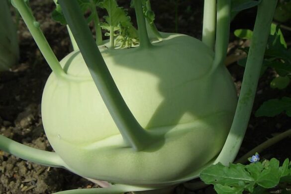 Eating Kohlrabi Raw: You Need to Know That | Chef Reader