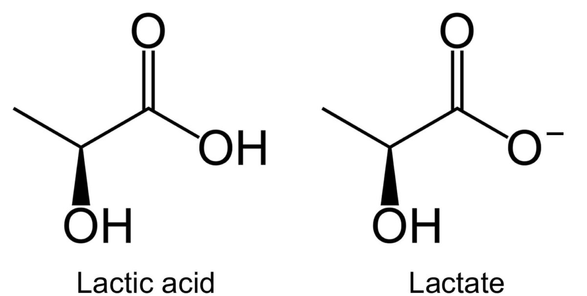 Left or Right Rotating Lactic Acid: What's the Difference? | Chef Reader