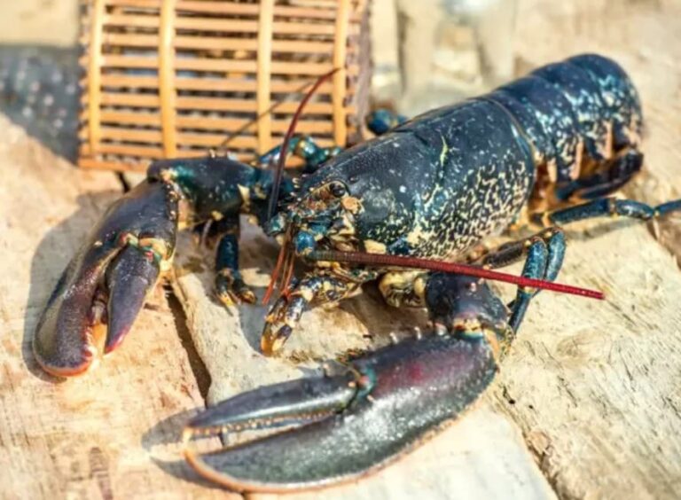 Why Are Lobsters Cooked Alive? | Chef Reader