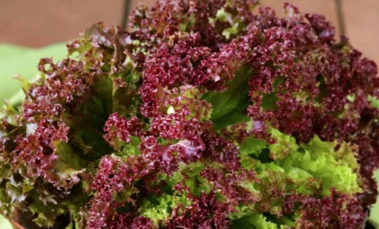 Lollo Rosso - Colorful Variety of Lettuce | Chef Reader