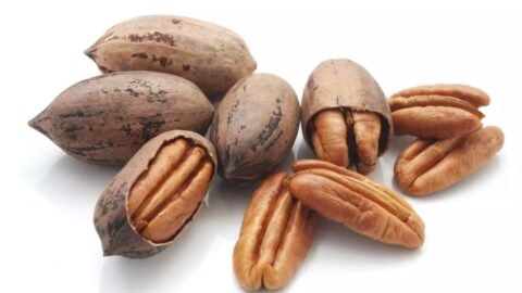 Allergy to Pecans: Symptoms, Causes and What to Do About It | Chef Reader
