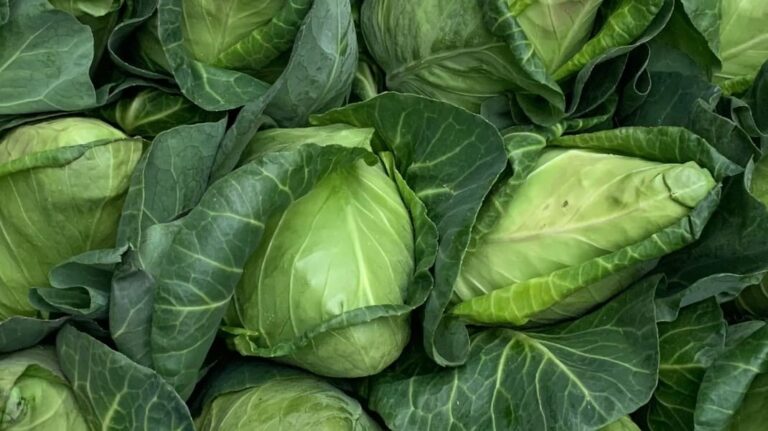 What Do Black Spots on Cabbage Mean? | Chef Reader