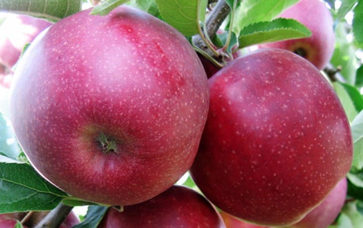 Red Jonaprince - An Apple That Lasts And Lasts | Chef Reader