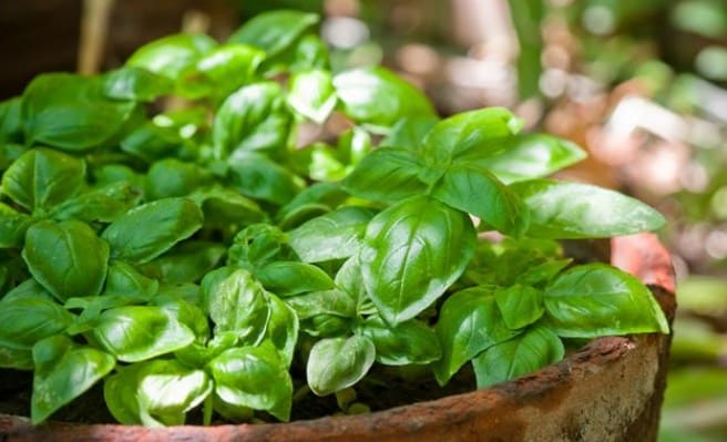 Basil: Spice And Medicinal Plant | Chef Reader