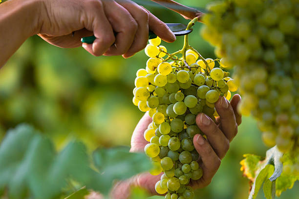 Protection Against Fatigue and Depression: The Healthiest Grapes and ...